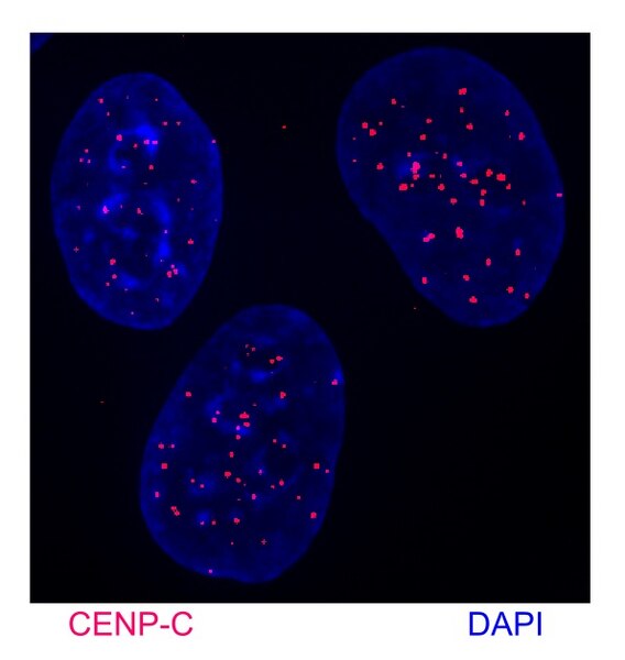 Anti-CENP-C Antibody | ABE1957